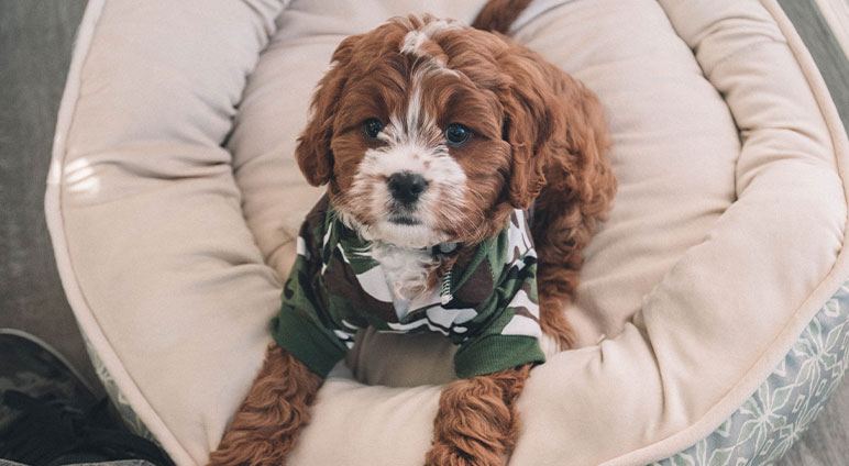 Pets activities - Charlie's Canine Camp